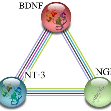 prediction neural networks of ngf bdnf and nt‐3 the blue line