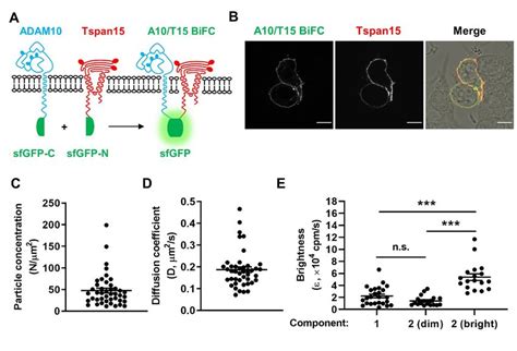 Adam10 And Tspan15 Form Dynamic Bimolecular Fluorescence Download Scientific Diagram