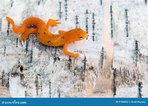 Newt Imagen De Archivo Imagen De Cubo Brillante Bosque 9796953