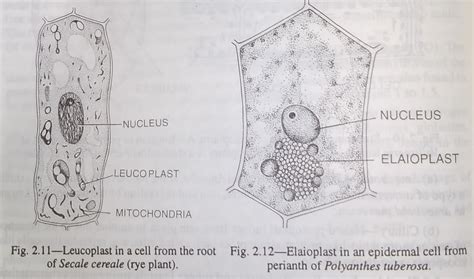 Plastids Formation Structure And Types Digieduco