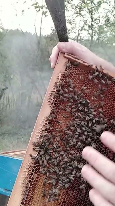 დედა ფუტკარი თაფლი Youtube