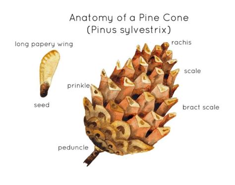Pine Cone Anatomy Interactive Printable Poster Pine Cones Anatomy Tree Study