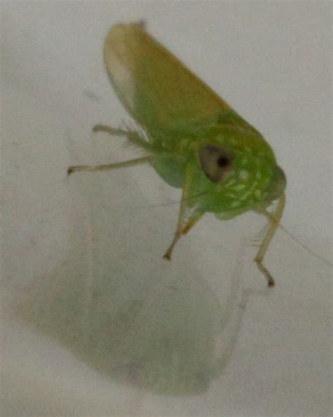 What Are Tiny Green Flying Bugs