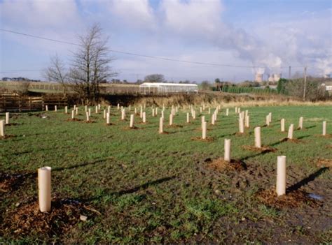 Mitigation Forest Research