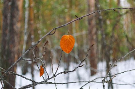 Desnuda En El Bosque