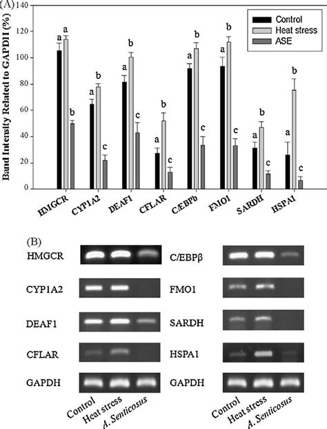 Semiquantitative Reverse Transcription Pcr Rt Pcr Semiquantitative Download Scientific