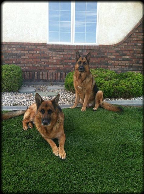 Atticus And Bruno ~ Connected With Lisa Martinez Via German Shepherd Connection German