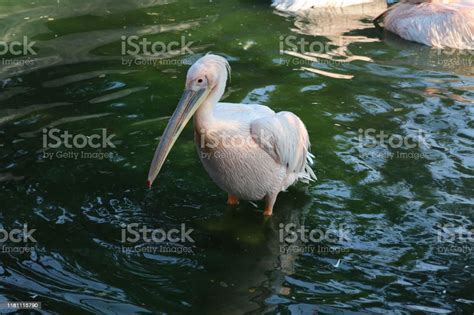 그레이트 화이트 또는 동부 화이트 펠리컨 장미 빛 펠리컨 또는 흰색 펠리컨은 펠리컨 가족의 새입니다 그것은 아시아를 통해 남동부 유럽에서 늪과 얕은 호수에서 아프리카에서