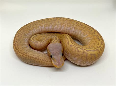 Banana Monsoon Male Ball Python By Dave Green Reptiles Morphmarket