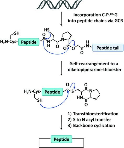 Peptide Protein Based Macrocycles From Biological Synthesis To Biomedical Applications Rsc