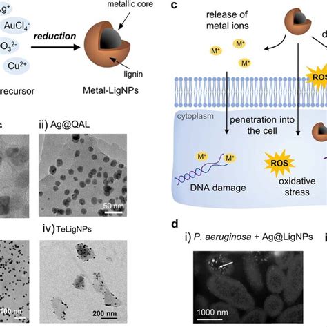 A Schematic Representation Of The Synthesis Of Metal Lignin Nps B Download Scientific