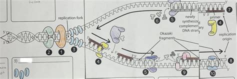 Diagram Of Dna Test Quizlet