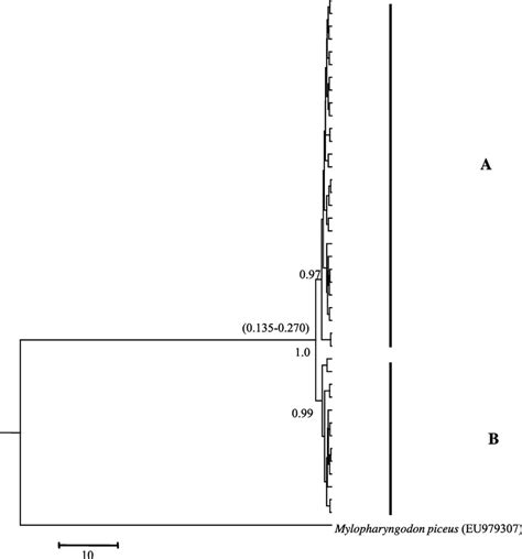 phylogenetic tree based on bayesian inference showing the relationships