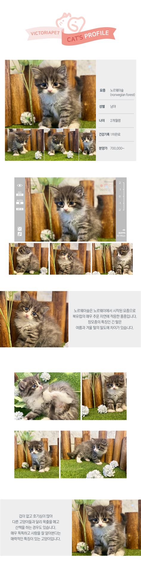 노르웨이숲 말티즈무료분양 고양이품종 털안빠지는강아지 애견 강아지키우기 샴고양이 아메리칸숏헤어 말티푸무료분양 빅토리아펫 고양이분양 말티즈분양