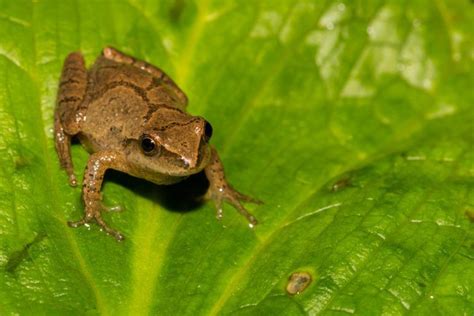 Wild Profile Meet The Spring Peeper Cottage Life