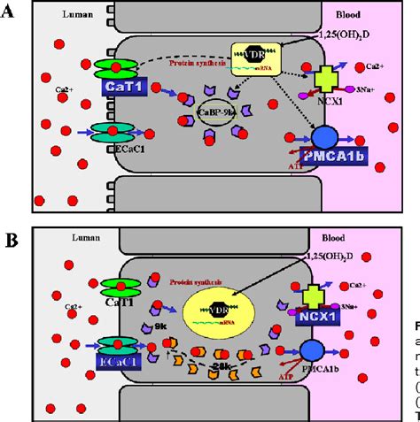 figure 1 from calcium homeostasis and regulation of calbindin d9k by