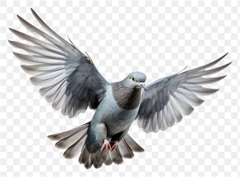 Download Free Png Of Png Animal Pigeon Bird Wildlife By Milk About Png