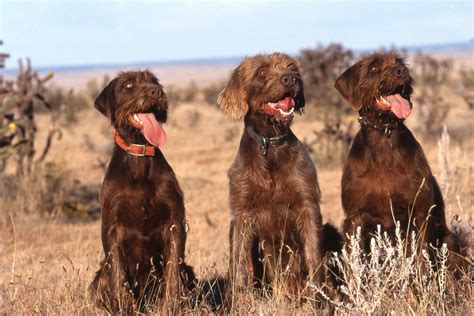 What Breed Is A Poodle Pointer