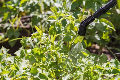 Lovor Višnja Najtraženija Biljka Za Prirodnu Ogradu