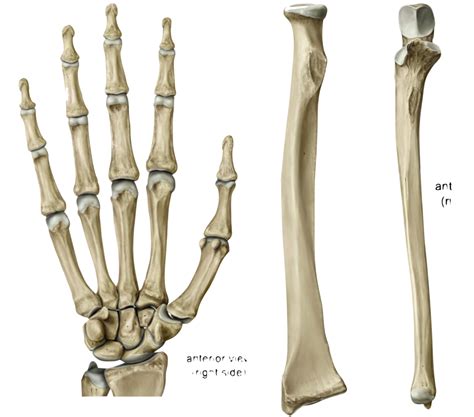 Forearmhand Bones Diagram Quizlet