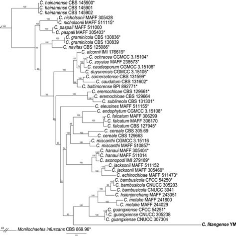 bayesian tree generated by the analysis of combined data set of its