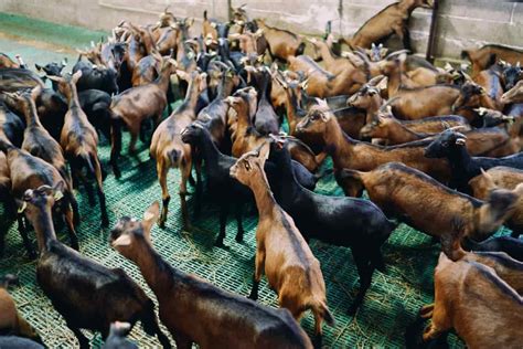 50 Subsidy Up To ₹50 Lakh For Goat Farms Under Nlm National Livestock