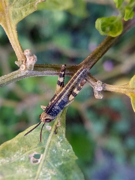 Caelifera Or Leaf Grasshoppers Are Insects That Live In Groups Often In Plantations And