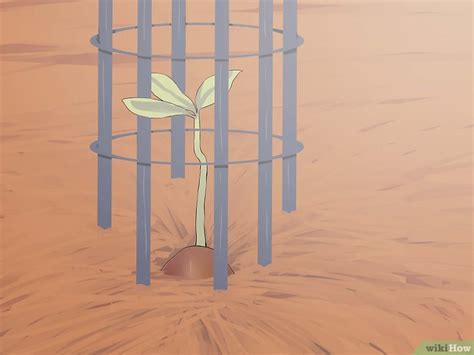 How To Grow Oak Trees With Seeds