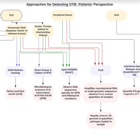 Flow Chart Showing The Clinical Approaches And Diagnostic Tools For