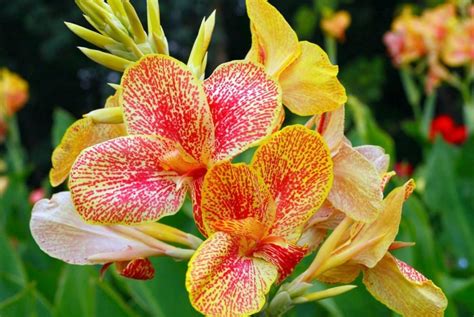 Kanna Květina 100 Fotografií Pěstování úžasné A Světlé Květiny