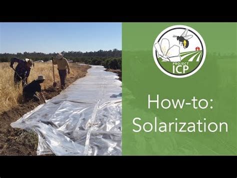 How To Use Solarization To Prepare Areas For Planting Youtube