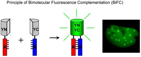 Design And Implementation Of Bimolecular Fluorescence Complementation Bifc Assays For The