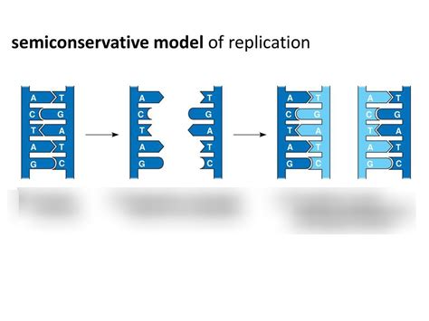Lecture 17 Diagram Diagram Quizlet