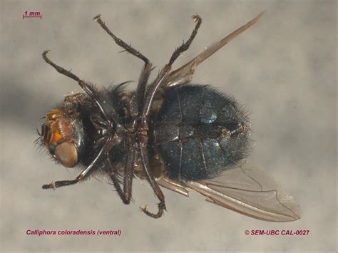 Calliphoridae