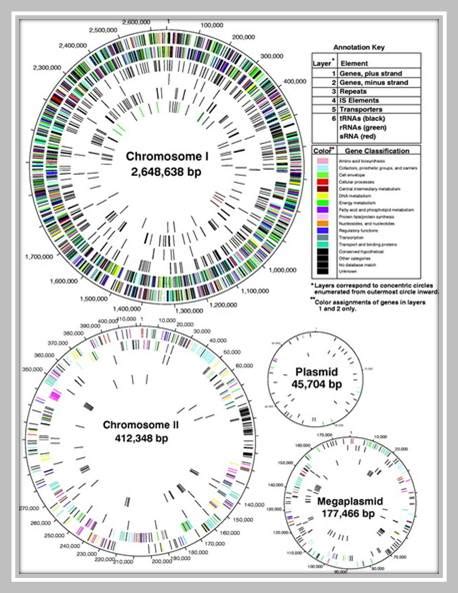 Deinococcus Radiodurans Biol 603