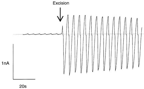 Macroscopic K Atp Currents In Inside Out Membrane Patches Macroscopic Download Scientific