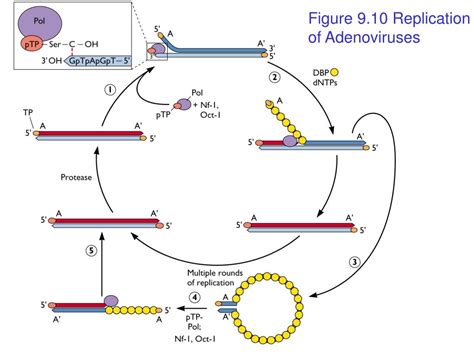 Ppt Dna Virus Replication Chapter 9 Powerpoint Presentation Free