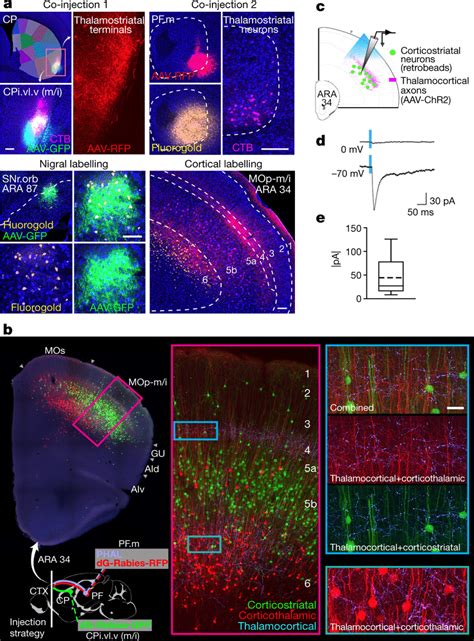 Demonstration Of The Oro Brachial Subnetwork Loop A Double Download Scientific Diagram