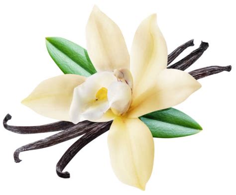 El Poder Erótico De Los Aromas Sex Universal