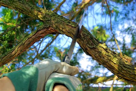 Best Time To Trim Pine Trees Top Tree Service Company