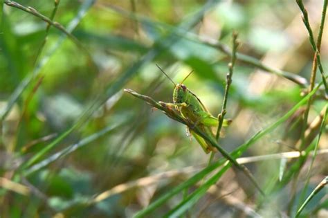 Premium Photo Close Up Of Grasshopper On Plant