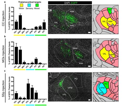 Thalamic Inputs To Opcs Arise From Functionally Related Nuclei Tiled