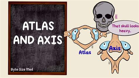 Atlas And Axis The Vertebral Column Osteology Anatomy Doodles