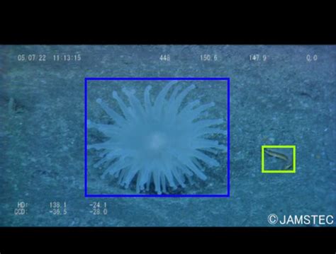 An Image Ai Dataset For Deep Sea Organism Detection Jamstec E Library Of Deep Sea Images