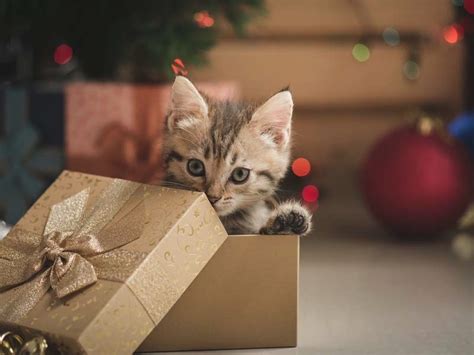 9 идеи за коледни подаръци за деца