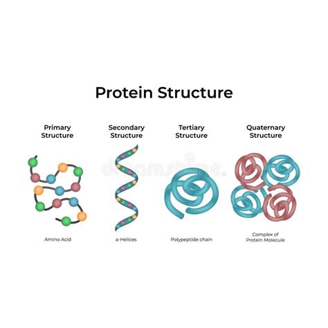 Primary Structure Of Protein Examples