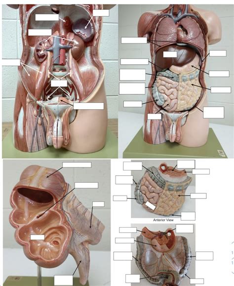 Digestive System Structures Diagram Quizlet