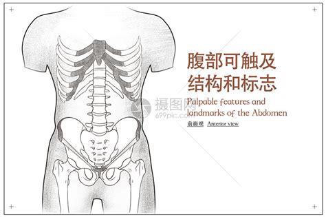 腹部人体解剖素描医疗插画插画图片下载 正版图片401798865 摄图网