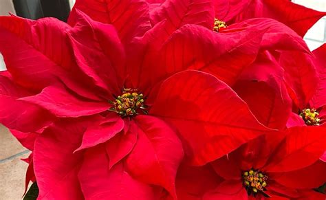 Baffidigatto Puoi Sederti Di Francesca Pachetti