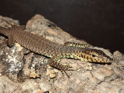 Mitchell´s Waran Zoo Köln